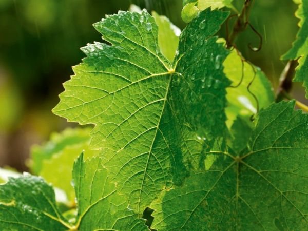 List vinove loze ima neverovatna lekovita svojstva | Stvar ukusa