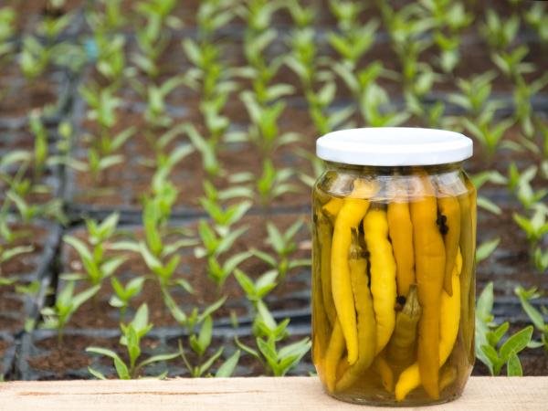 Brzo i lako: Feferoni u tegli | Stvar ukusa