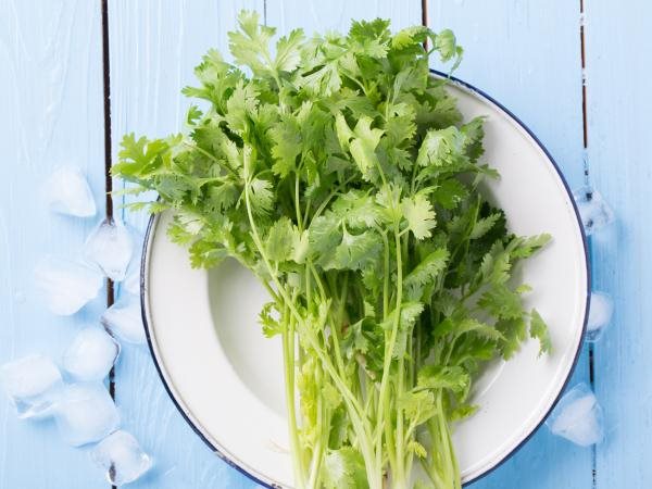 Čudotvorni korijander - pomaže u lečenju mokraćnih puteva, organa za ...
